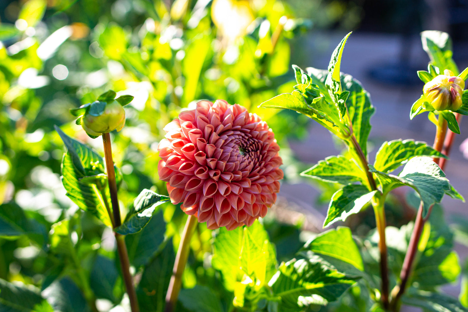 Flaura Gardens | Locally Farmed Flowers